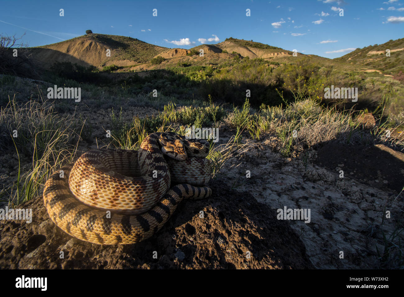 Great Basin Gophersnake (Pituophis catenifer deserticola) from Delta ...