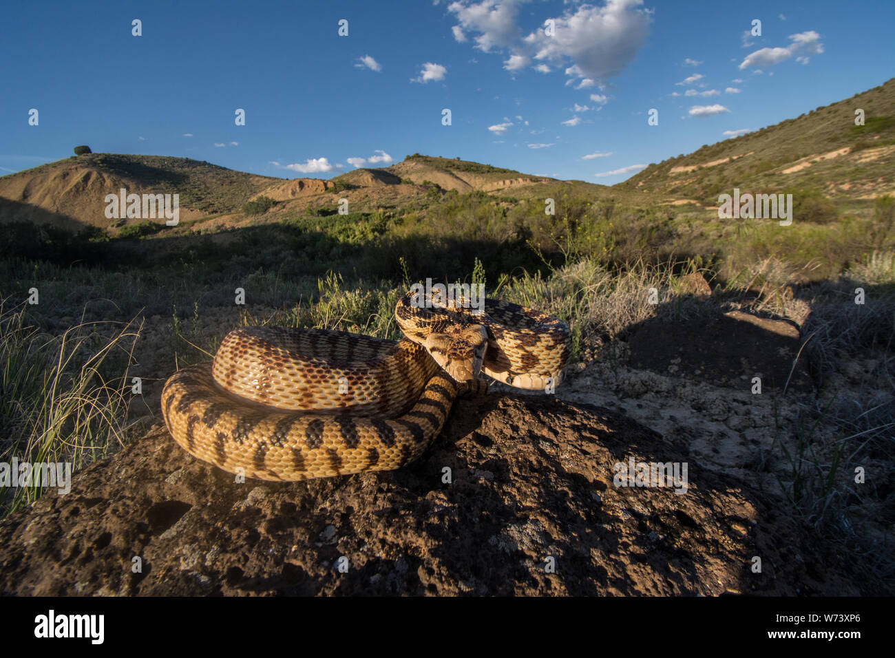 Great Basin Gophersnake (Pituophis catenifer deserticola) from Delta ...