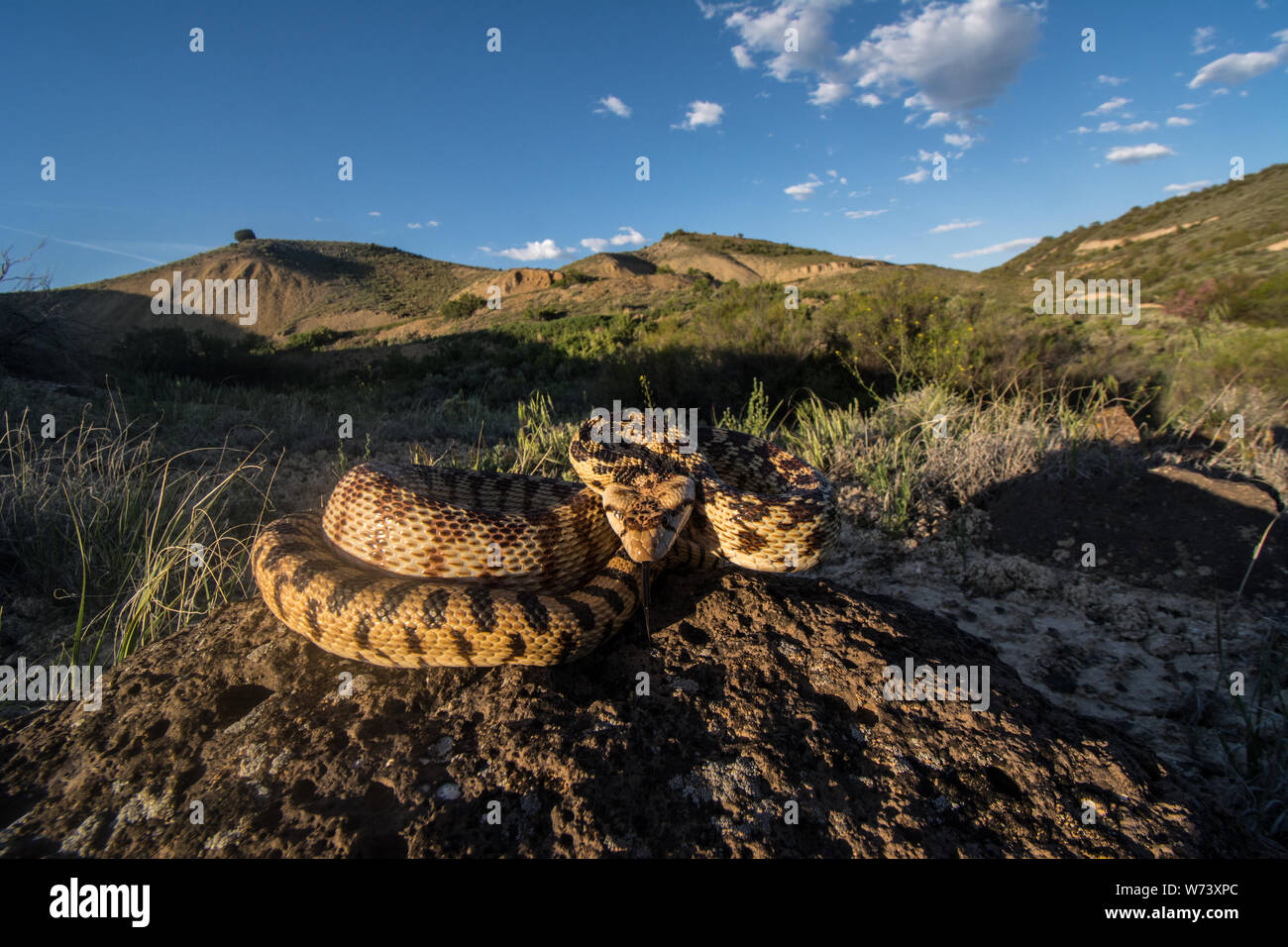 Great Basin Gophersnake (Pituophis catenifer deserticola) from Delta ...