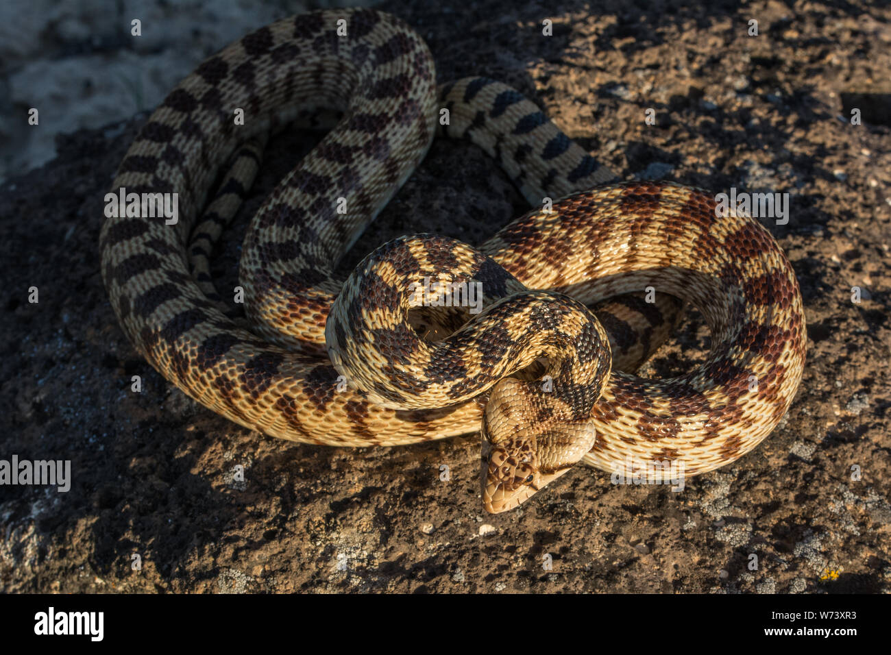 Great Basin Gophersnake (Pituophis catenifer deserticola) from Delta ...