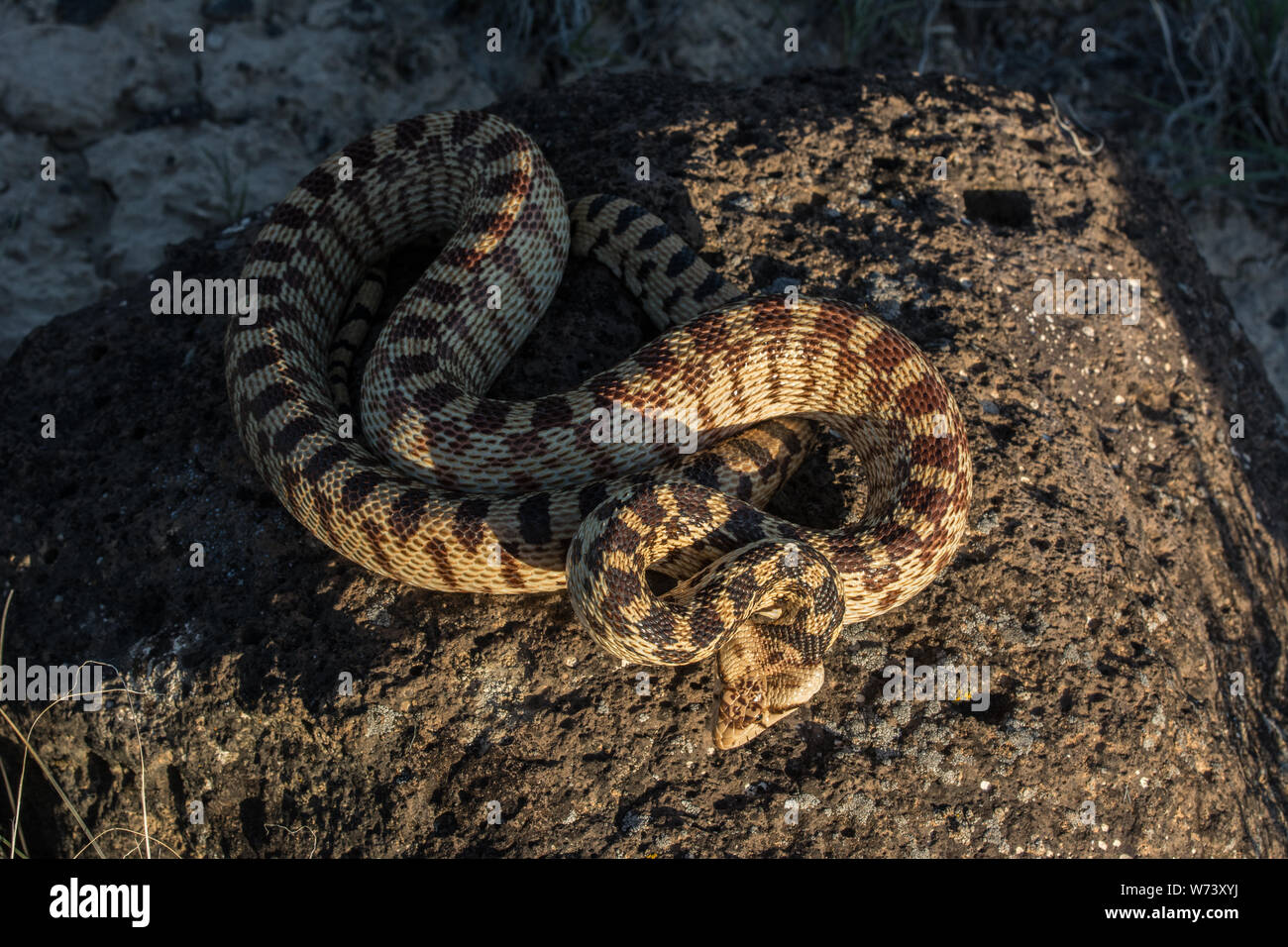 Great Basin Gophersnake (Pituophis catenifer deserticola) from Delta ...