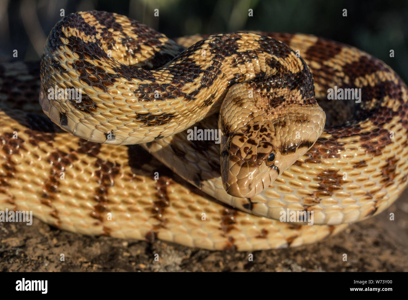 Great basin gophersnake hi-res stock photography and images - Alamy