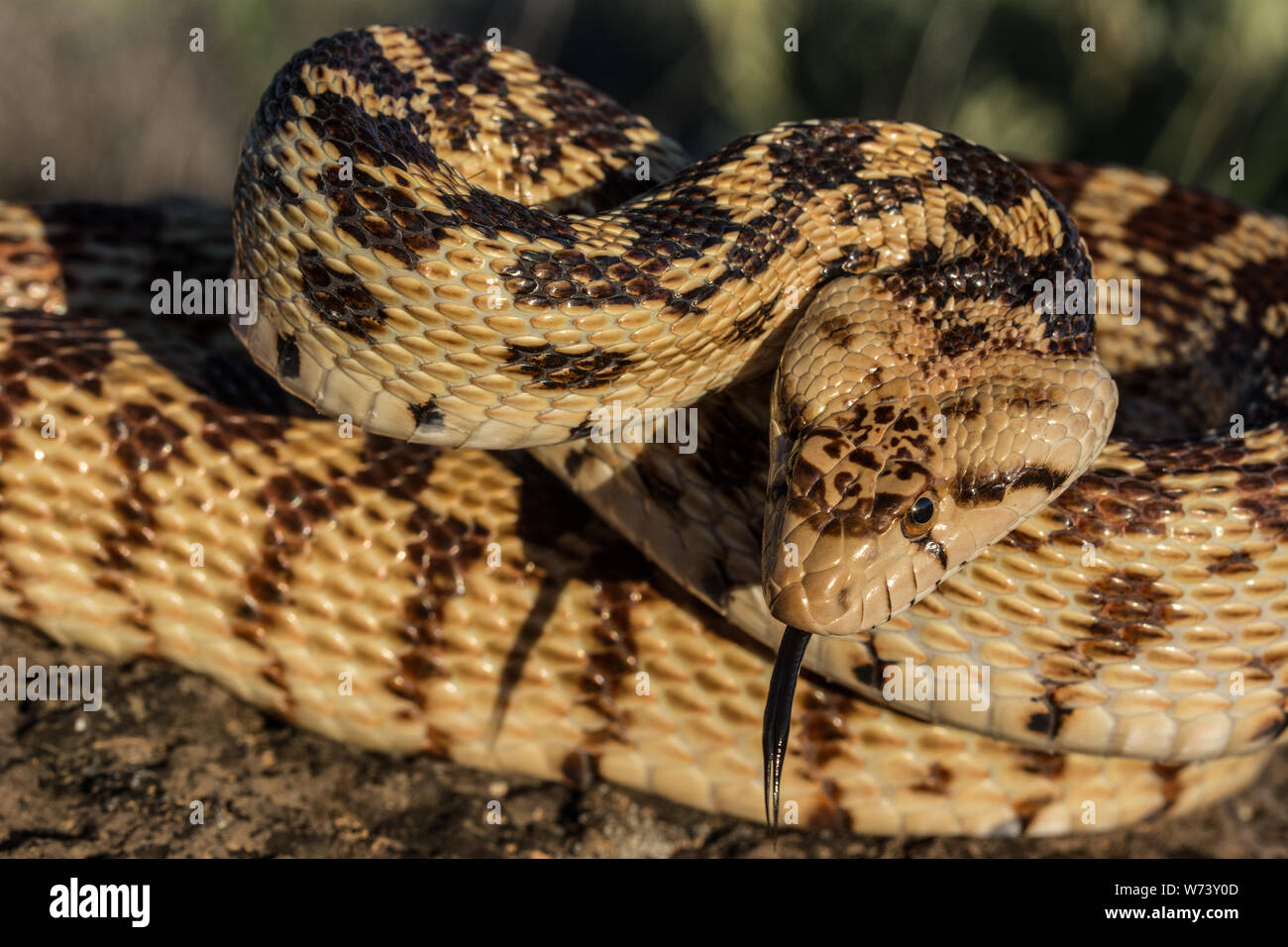 Great Basin Gophersnake (Pituophis catenifer deserticola) from Delta ...