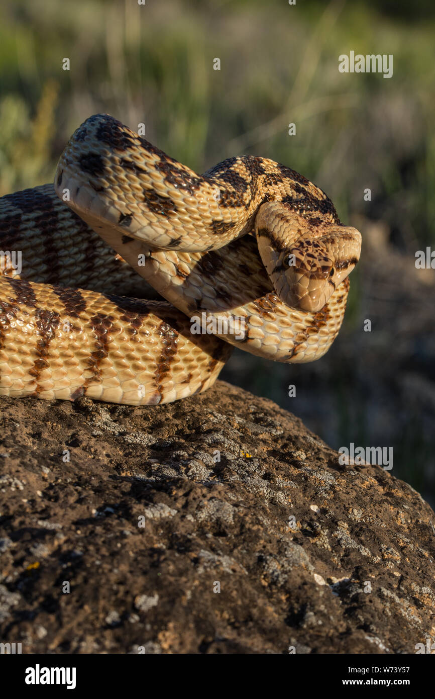 Great Basin Gophersnake (Pituophis catenifer deserticola) from Delta ...