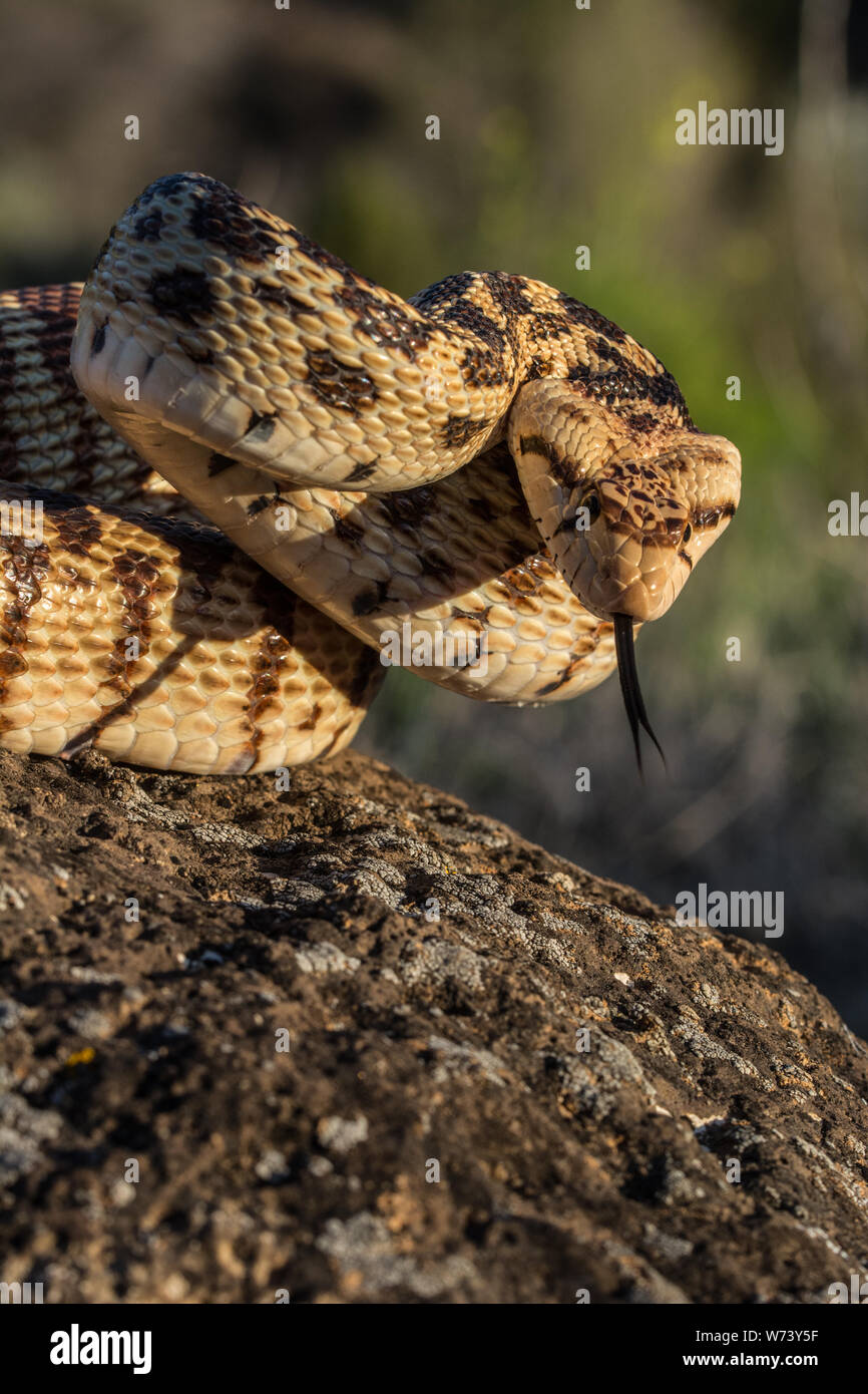 Great Basin Gophersnake (Pituophis catenifer deserticola) from Delta ...
