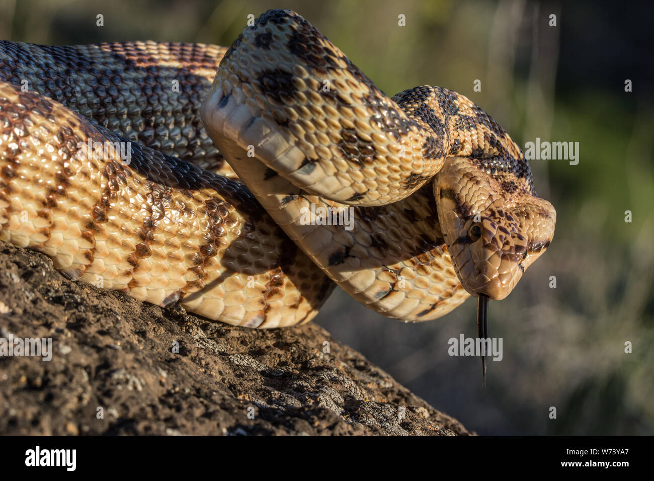 Great Basin Gophersnake (Pituophis catenifer deserticola) from Delta ...