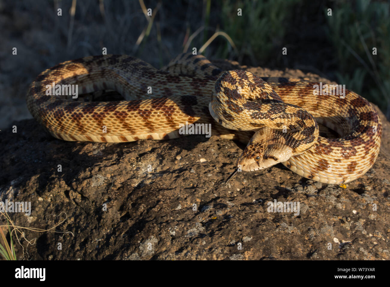 Great Basin Gophersnake (Pituophis catenifer deserticola) from Delta ...