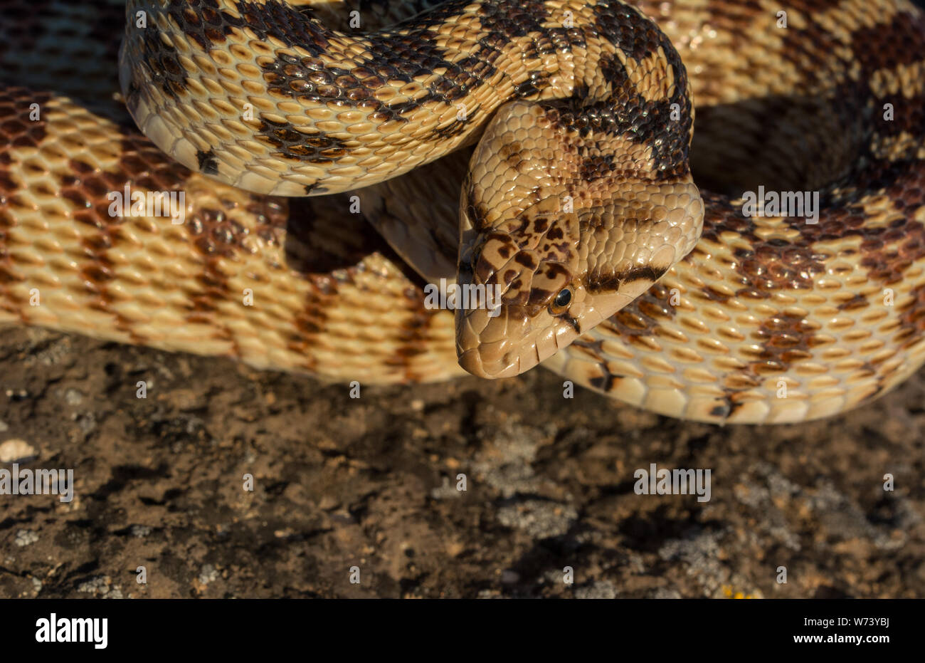 Great Basin Gophersnake (Pituophis catenifer deserticola) from Delta ...