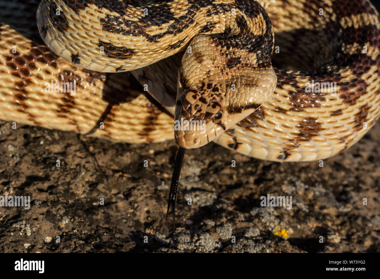 Great Basin Gophersnake (Pituophis catenifer deserticola) from Delta ...