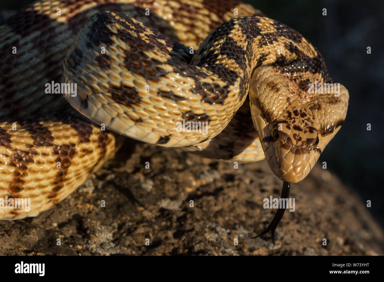 Great Basin Gophersnake (Pituophis catenifer deserticola) from Delta ...