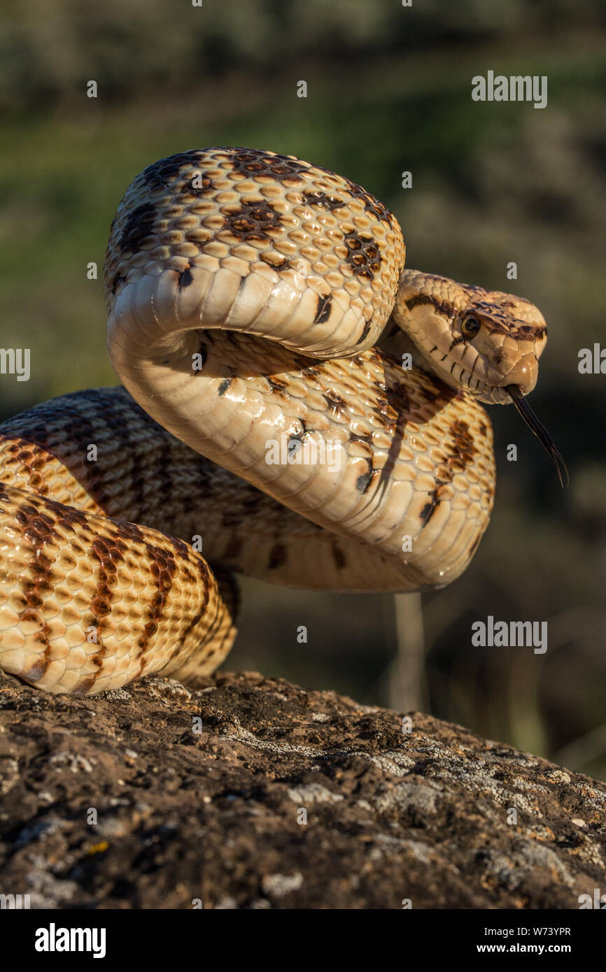 Great Basin Gophersnake (Pituophis catenifer deserticola) from Delta ...