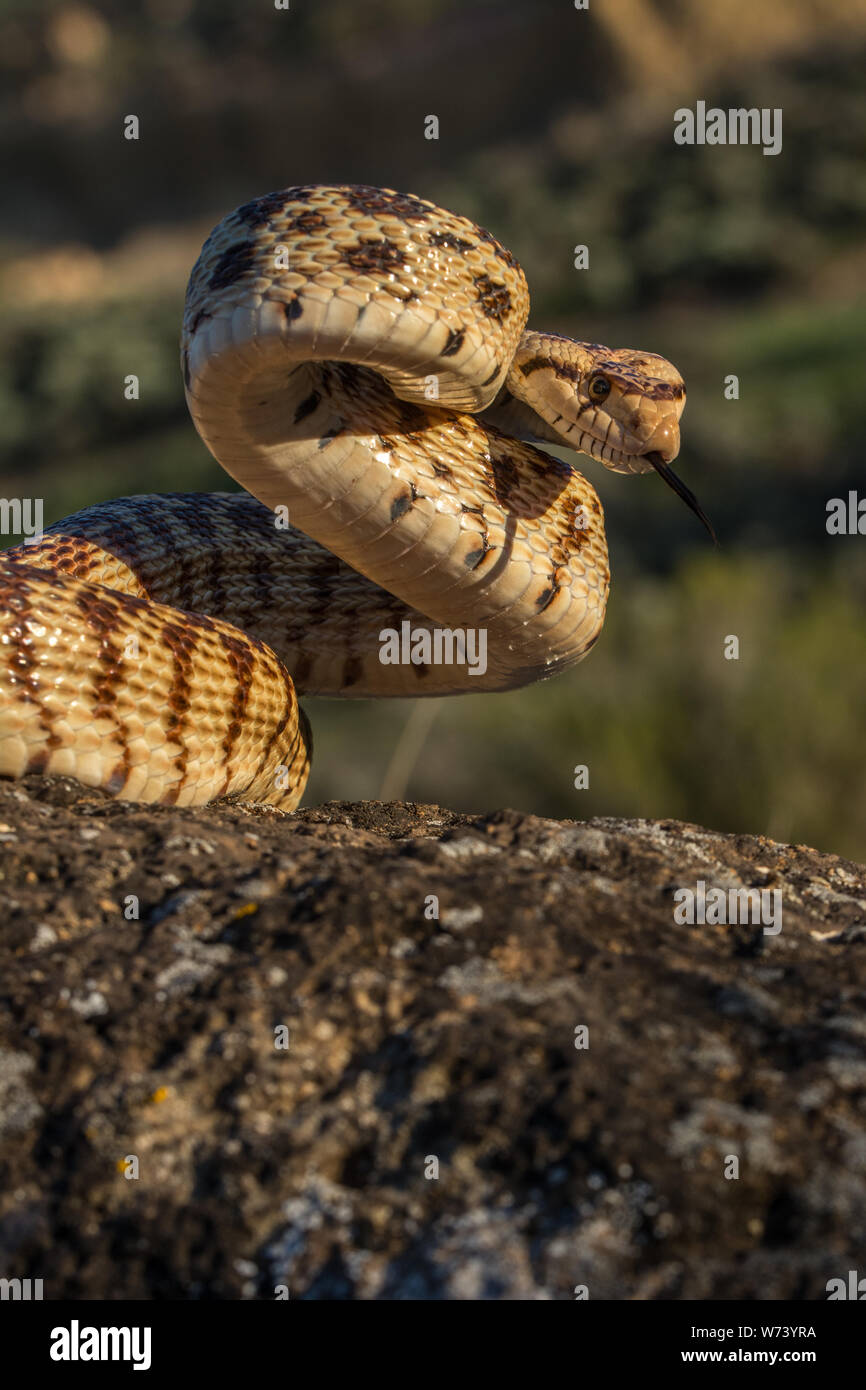 Great Basin Gophersnake (Pituophis catenifer deserticola) from Delta ...