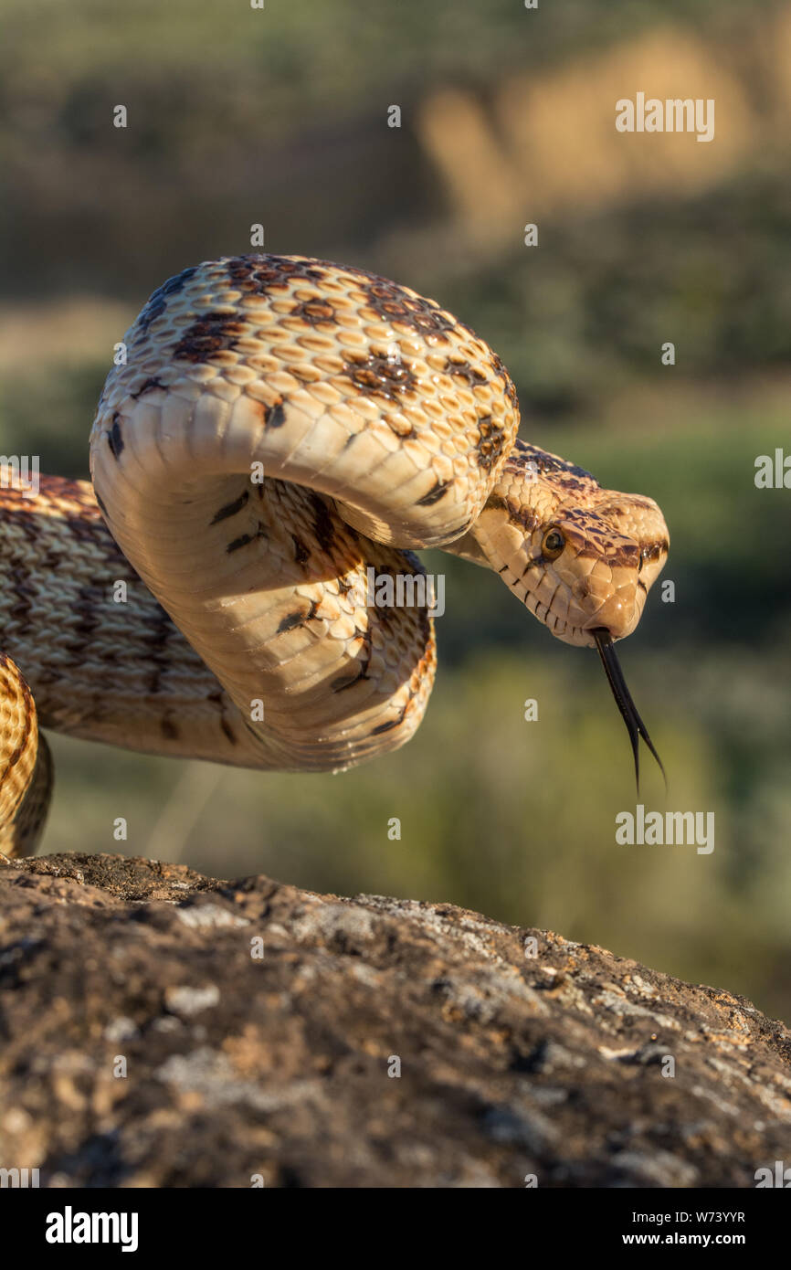 Great basin gophersnake hi-res stock photography and images - Alamy