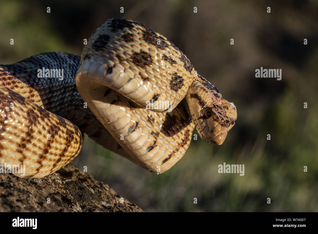 Great Basin Gophersnake (Pituophis catenifer deserticola) from Delta ...