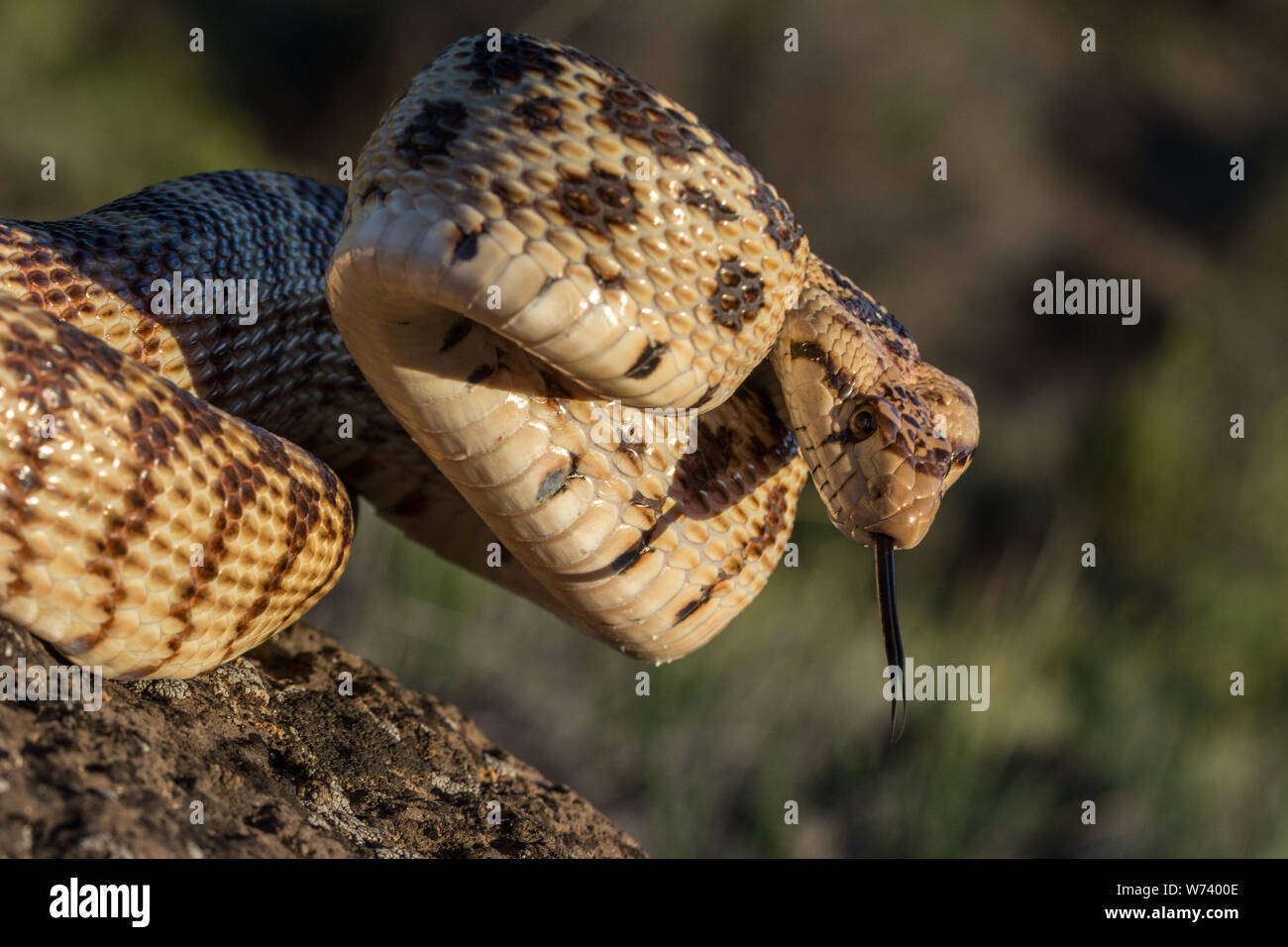 Great Basin Gophersnake (Pituophis catenifer deserticola) from Delta ...