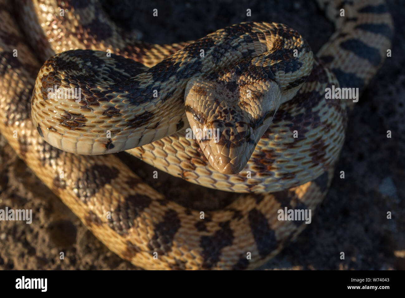 Great Basin Gophersnake (Pituophis catenifer deserticola) from Delta ...