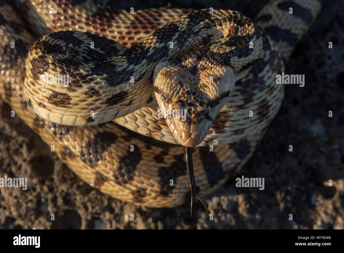 Great Basin Gophersnake (Pituophis catenifer deserticola) from Delta ...