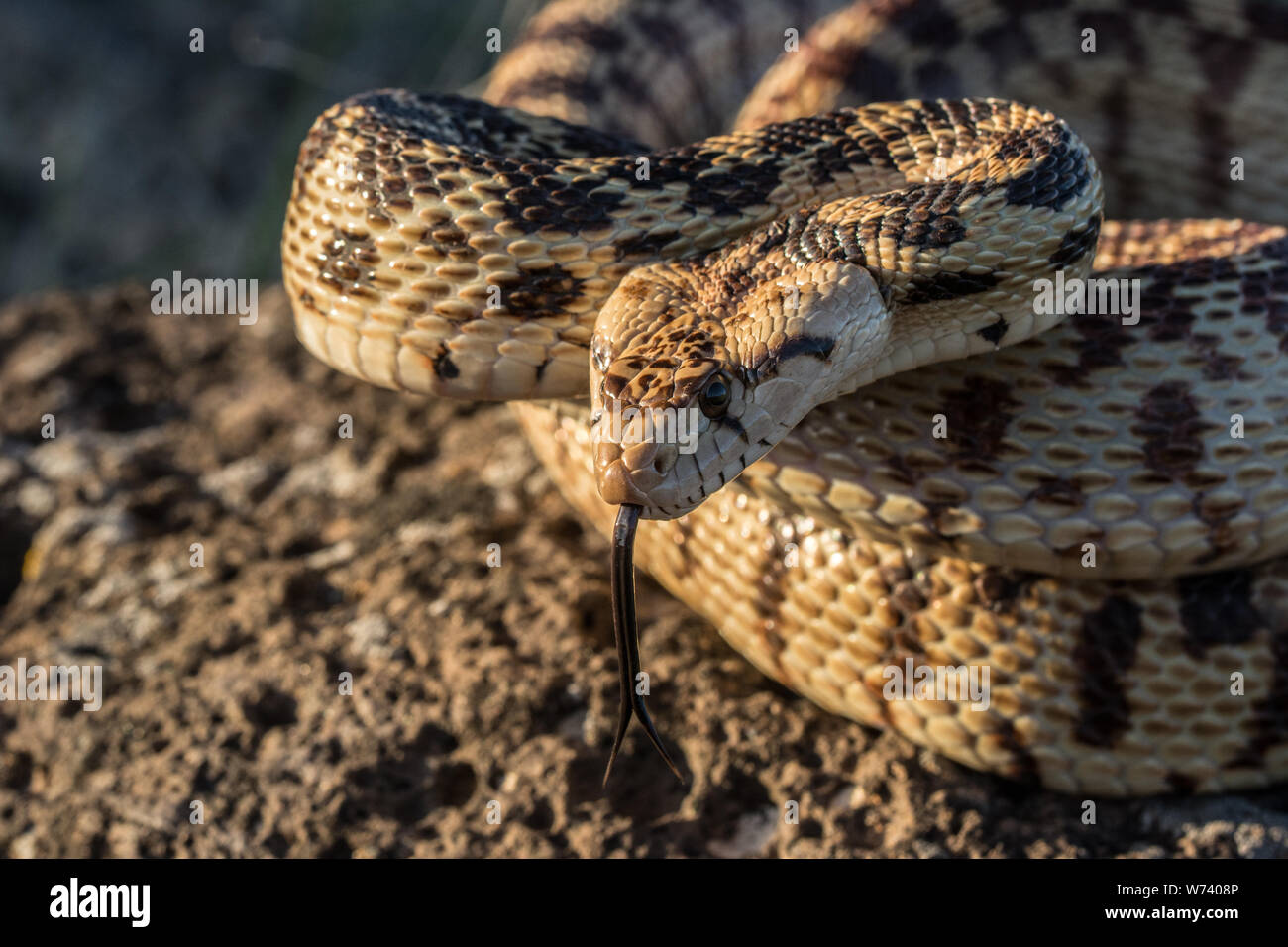 Great Basin Gophersnake (Pituophis catenifer deserticola) from Delta ...