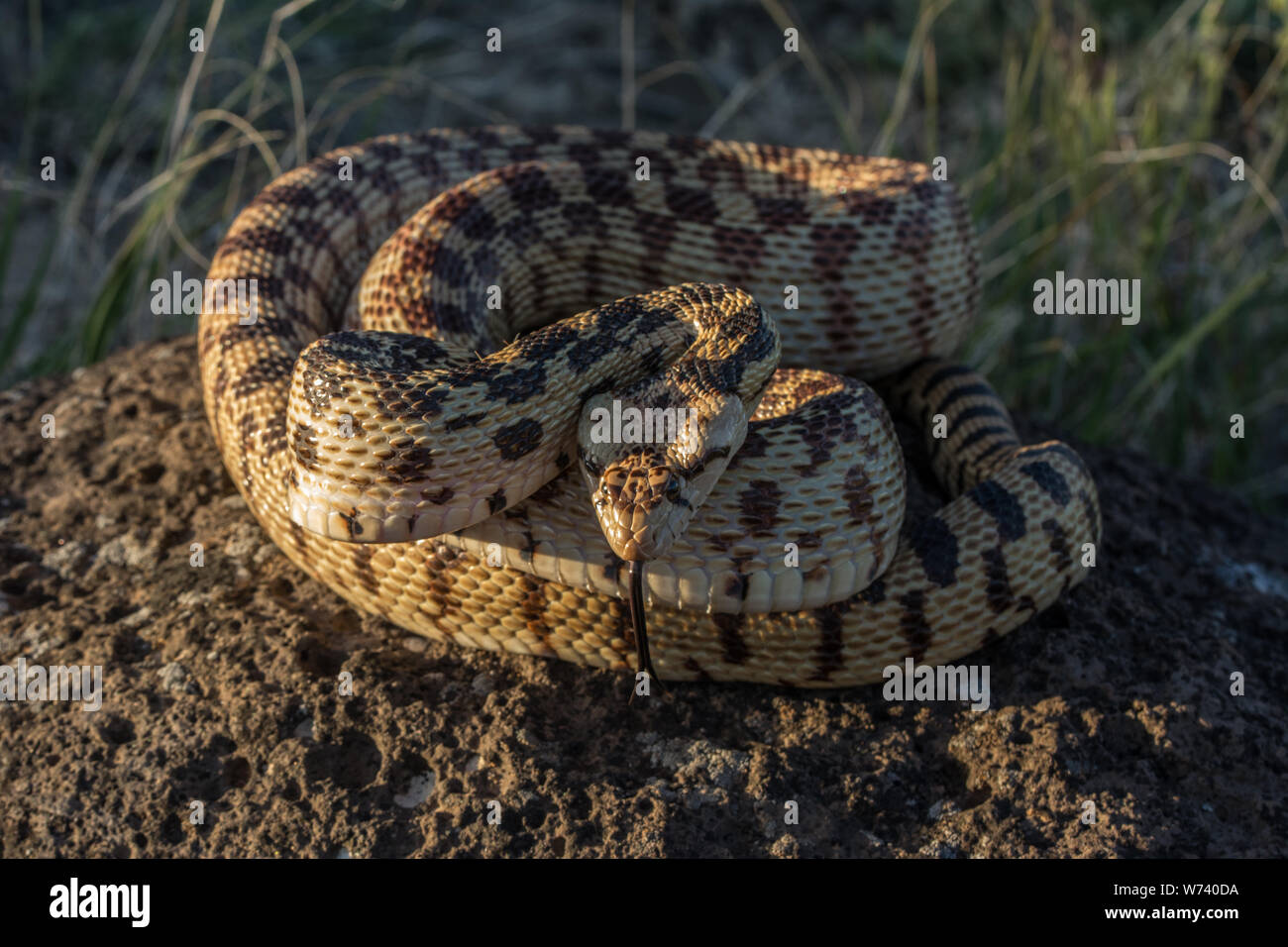 Great Basin Gophersnake (Pituophis catenifer deserticola) from Delta ...