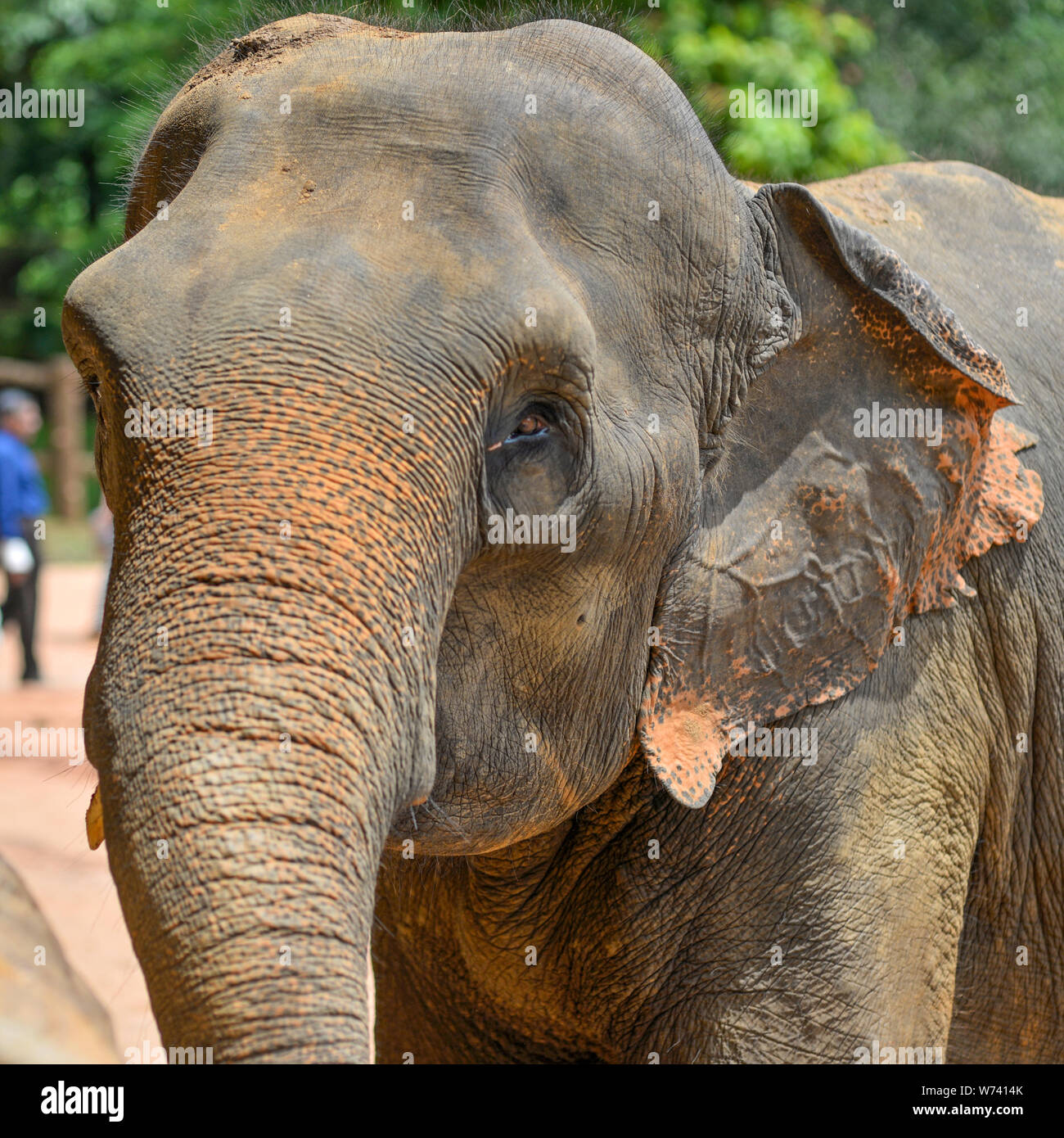 Beautiful elephant hi-res stock photography and images - Alamy
