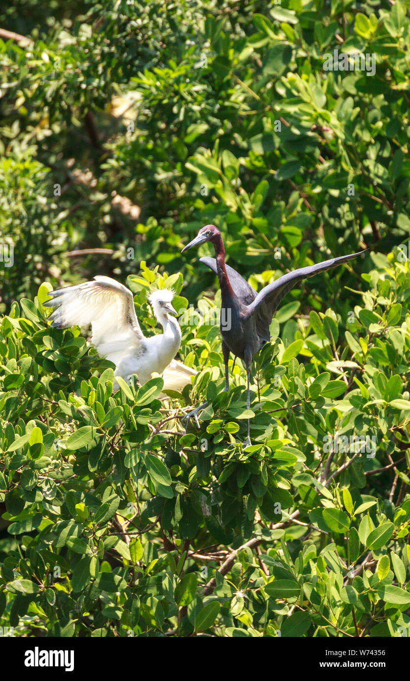 Juvenile little blue heron Egretta caerulea and young snowy egret ...