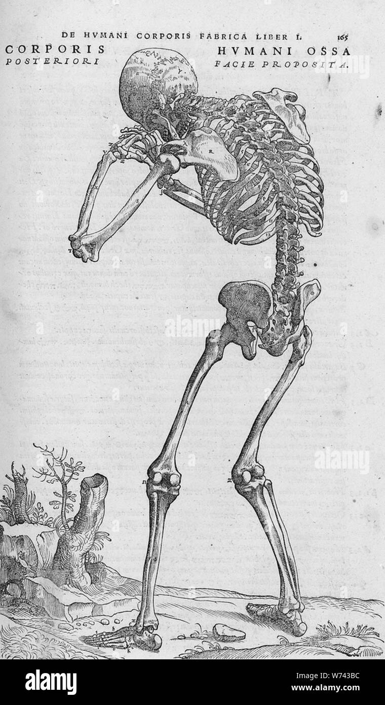 De humani corporis fabrica (28 Stock Photo - Alamy