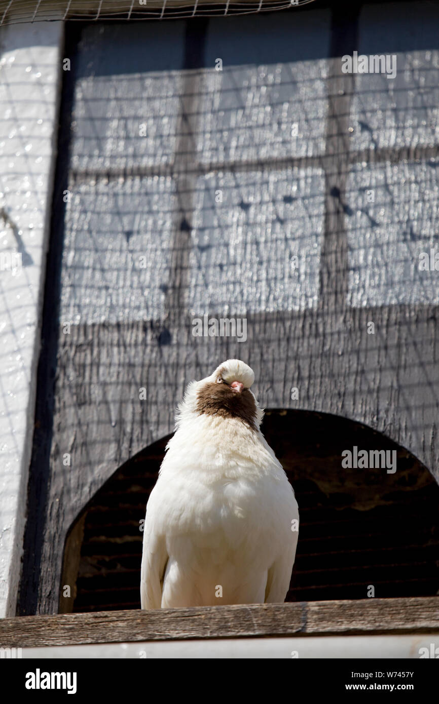 Fancy breed of pigeon hi-res stock photography and images - Alamy
