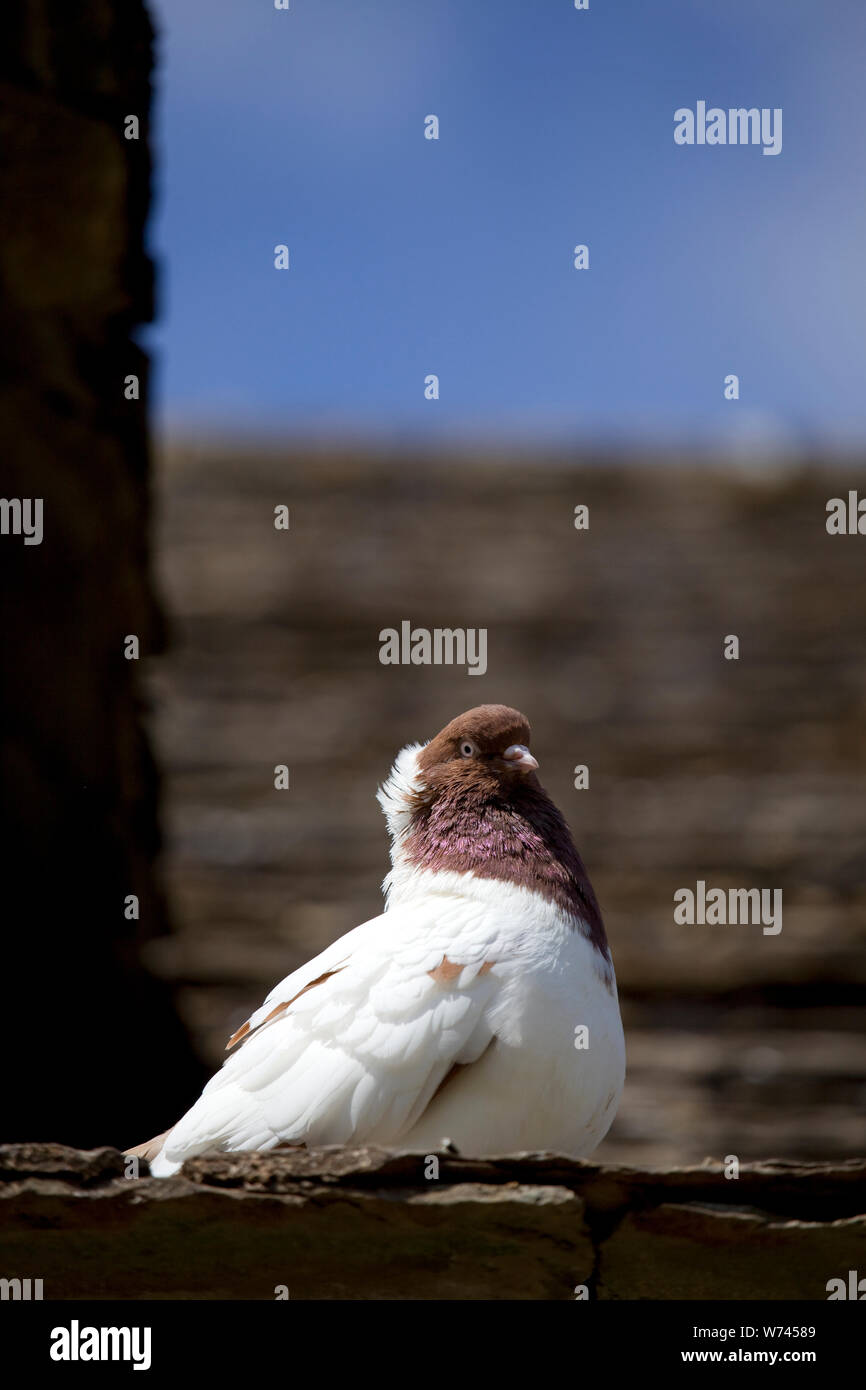 Nun Pigeon sat on roof looking down Stock Photo - Alamy