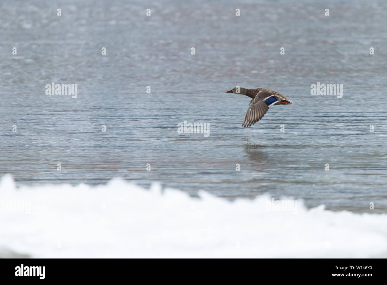 Common mallard duck flying hi-res stock photography and images - Alamy