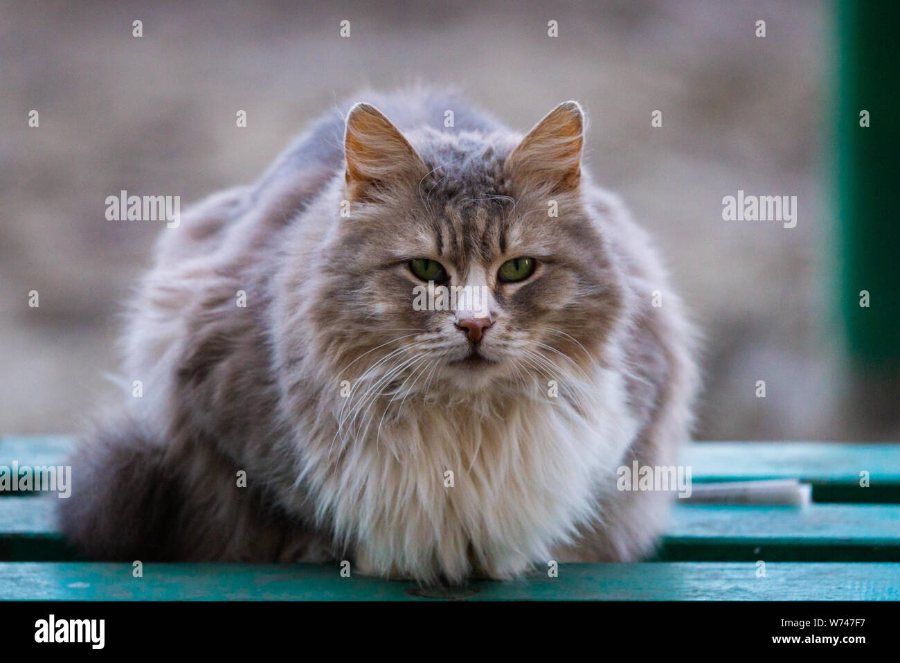 Portrait big homeless cat lying hi-res stock photography and images - Alamy