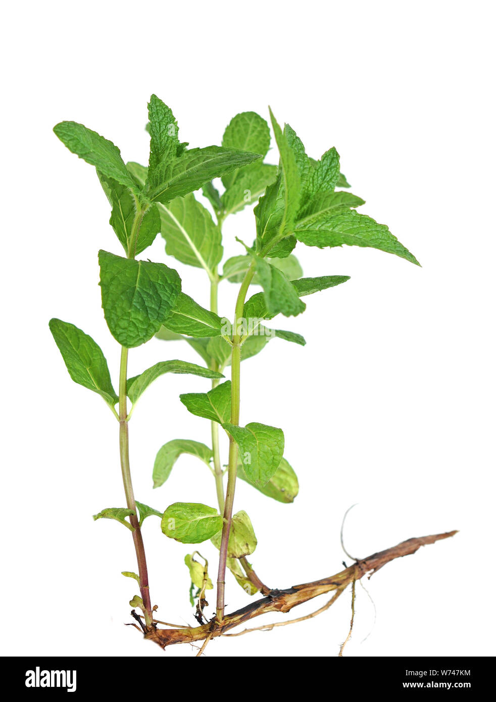 mint tree on isolated white background Stock Photo - Alamy