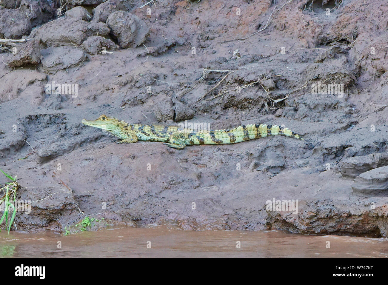 Cayman caiman hi-res stock photography and images - Alamy
