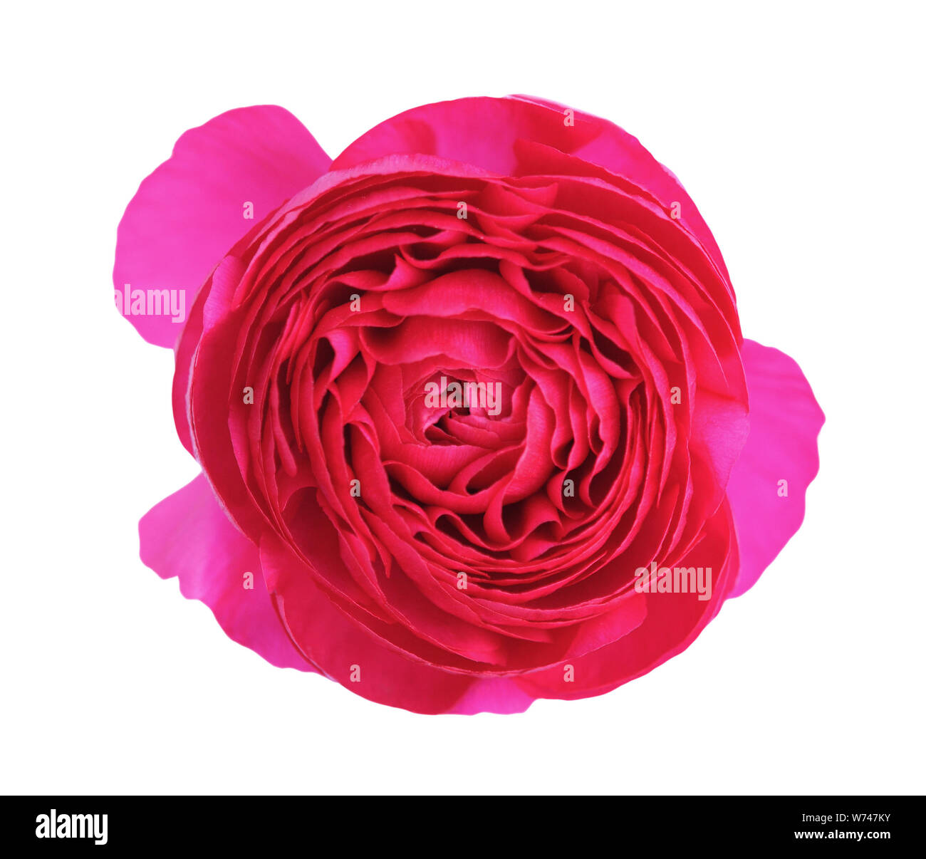 Red persian buttercup flower isolated on white Stock Photo - Alamy