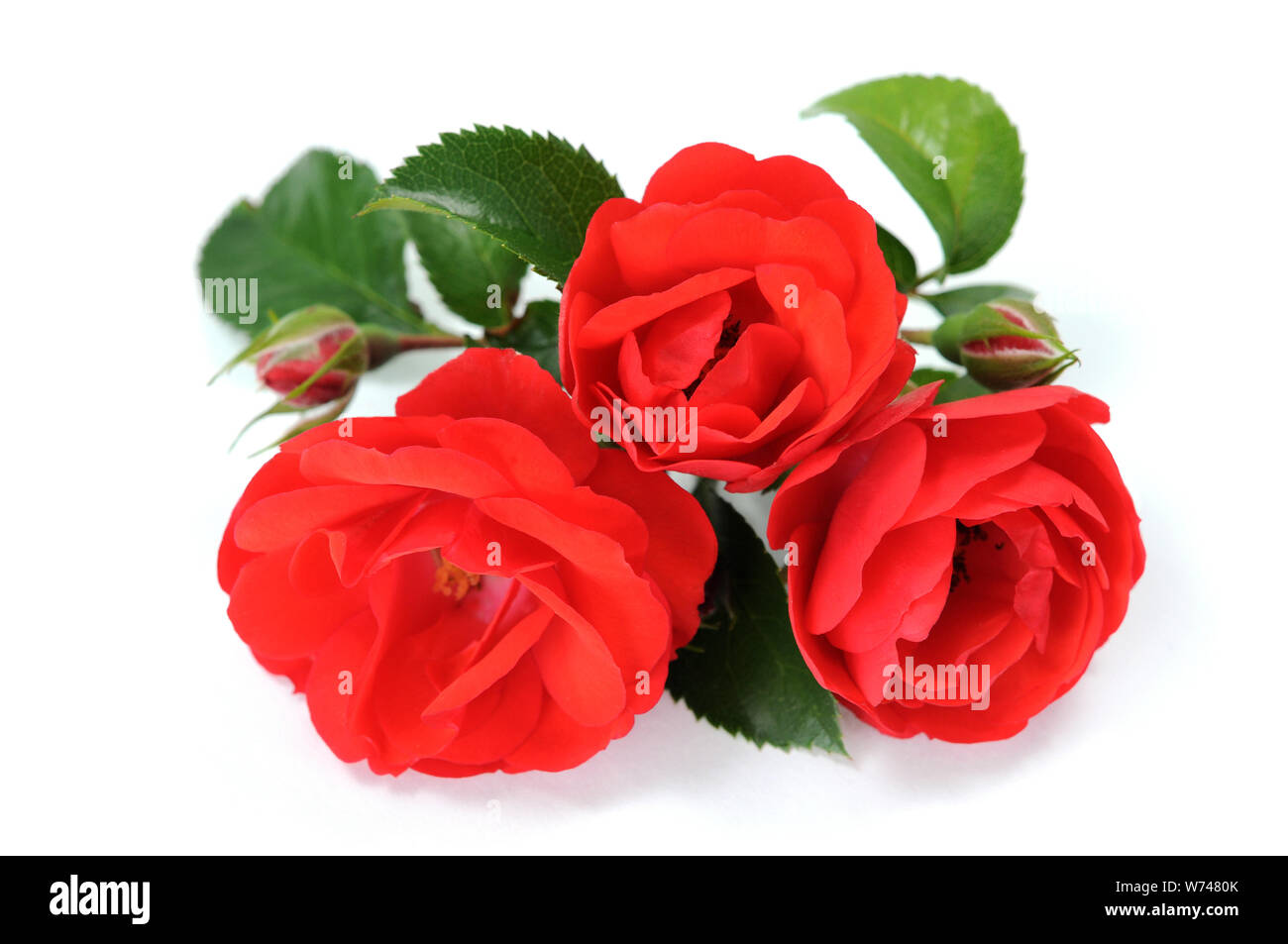 a branch of tiny rose on white Stock Photo - Alamy