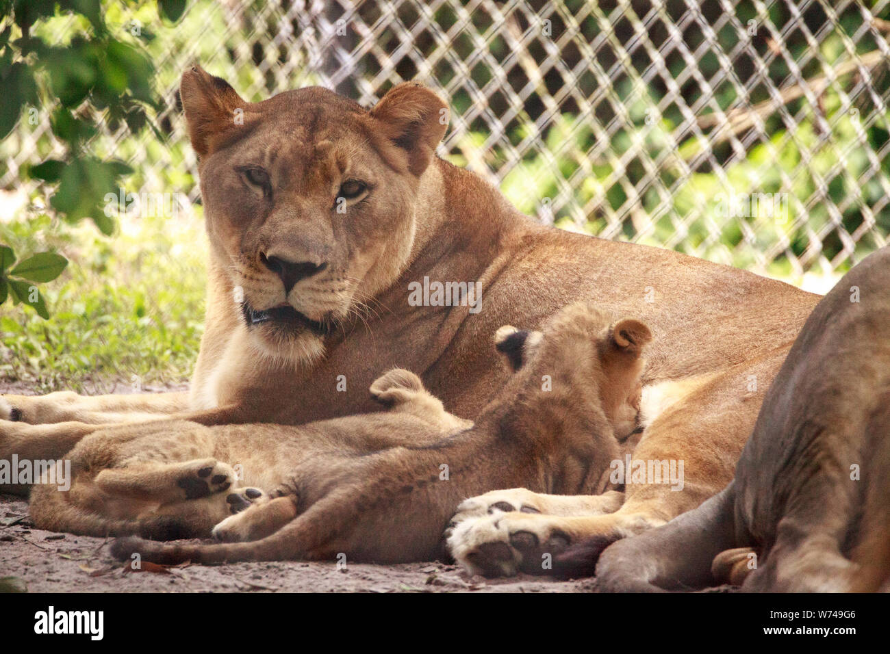 Baby lion cubs nursing hi-res stock photography and images - Alamy