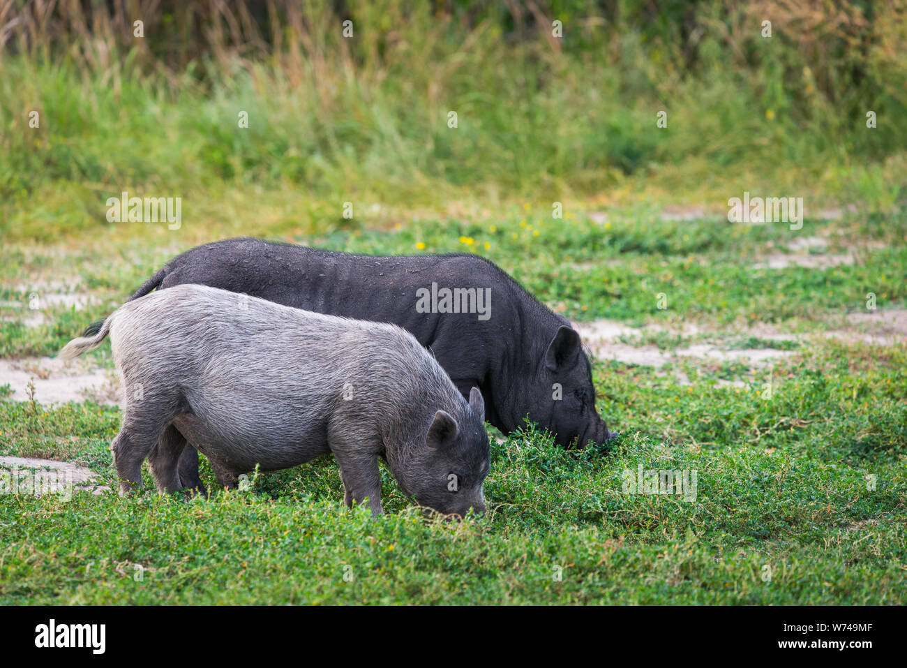 Vietnamese Pot-bellied pig on a grass meadow Stock Photo - Alamy