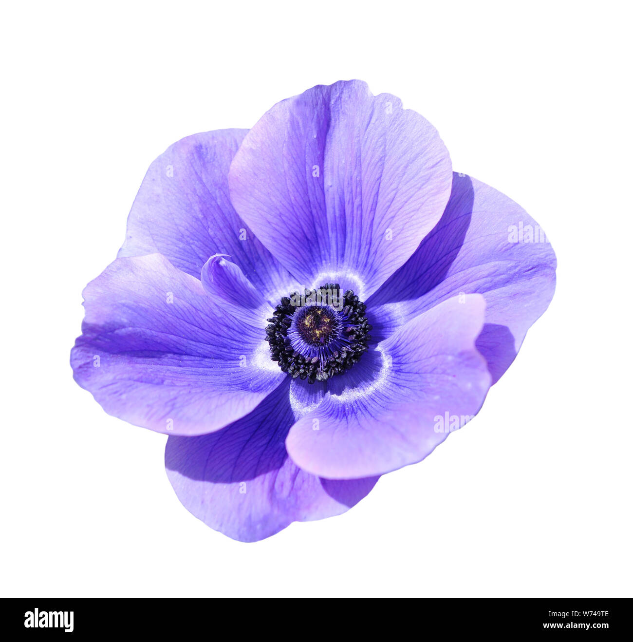 purple hybrid mona lisa blush flower isolate on white Stock Photo - Alamy