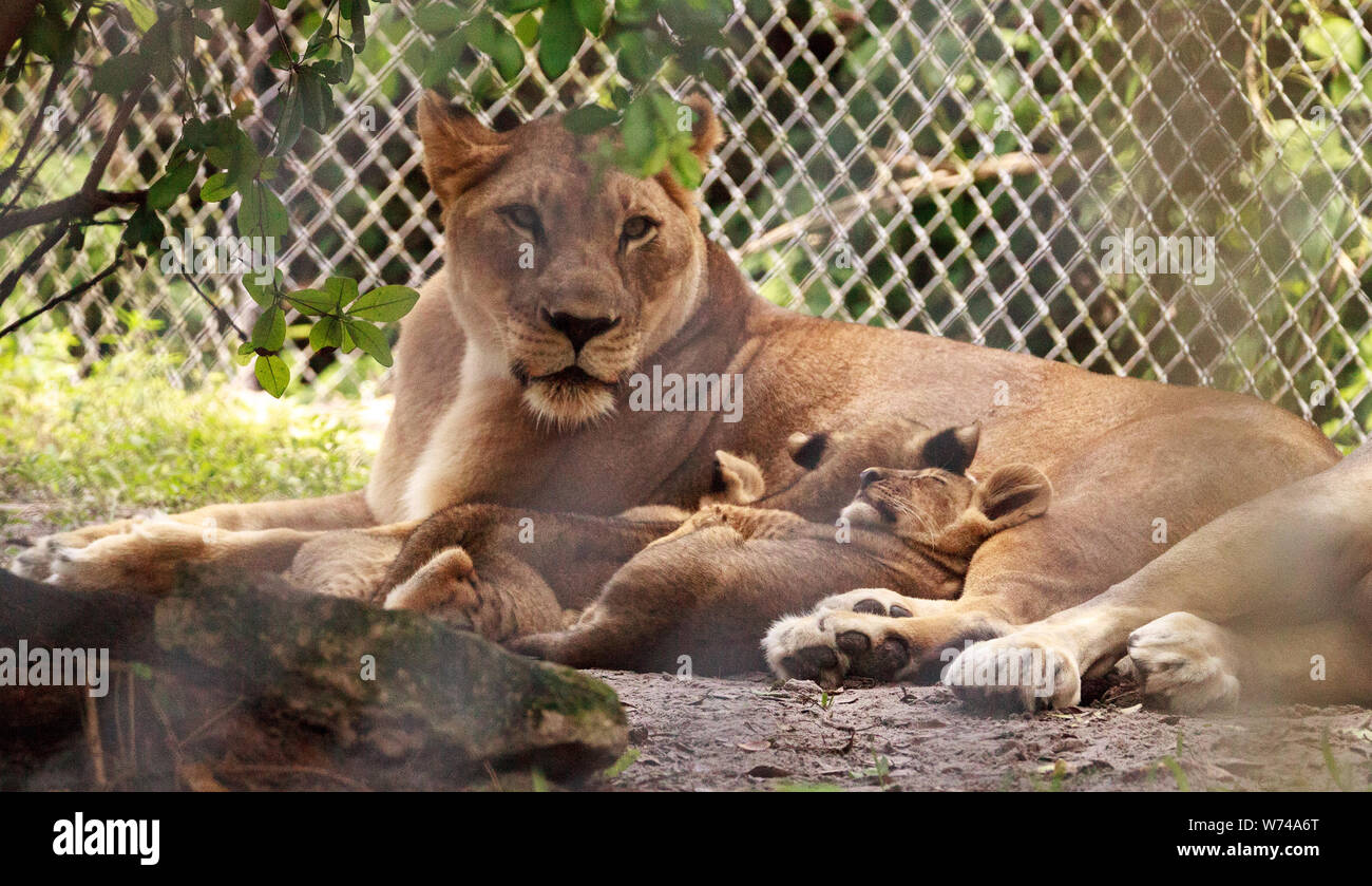 Nursing female African lioness Panthera leo feeding her young cubs in ...