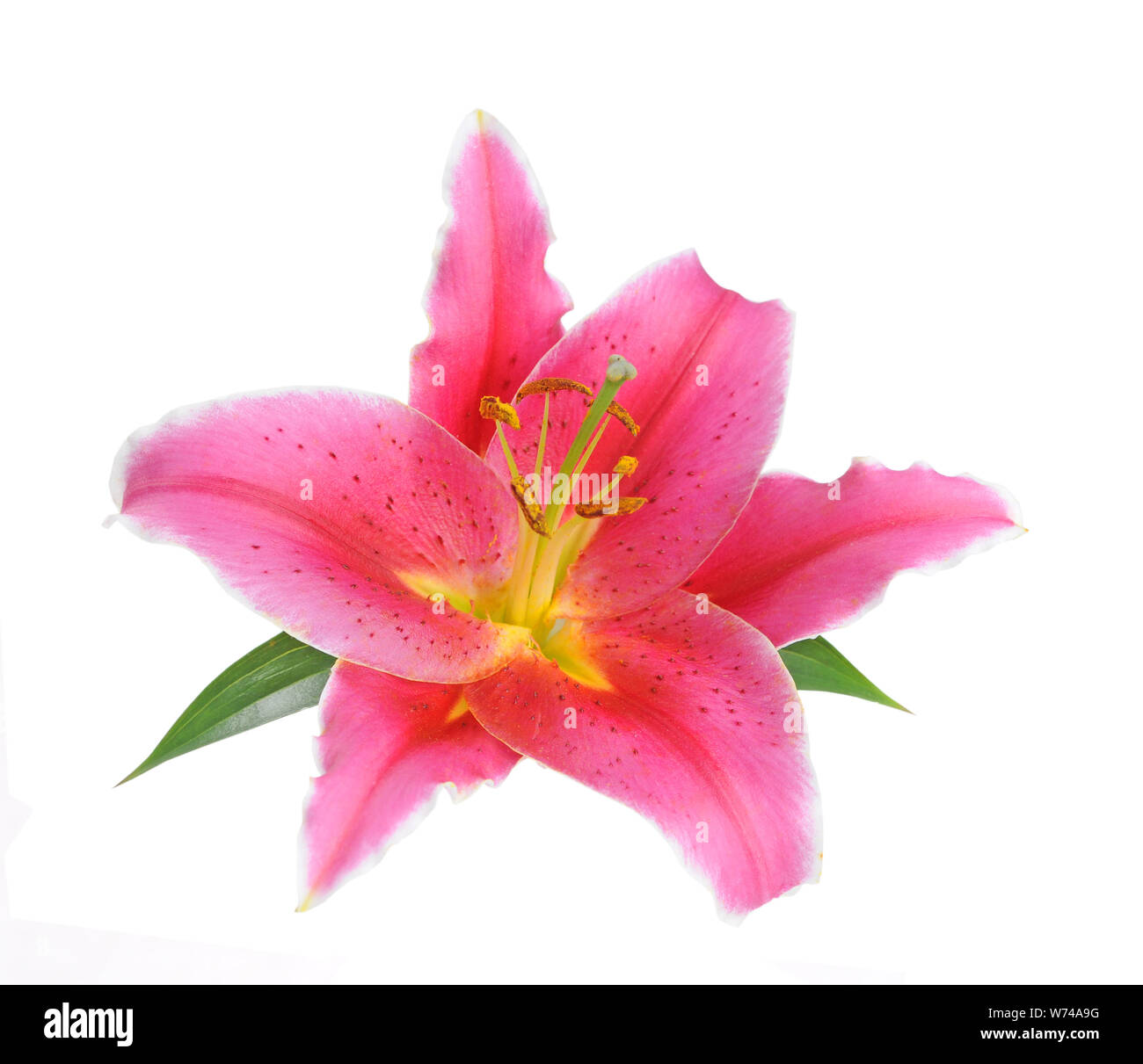 fresh pink lily flower isolated on white Stock Photo - Alamy