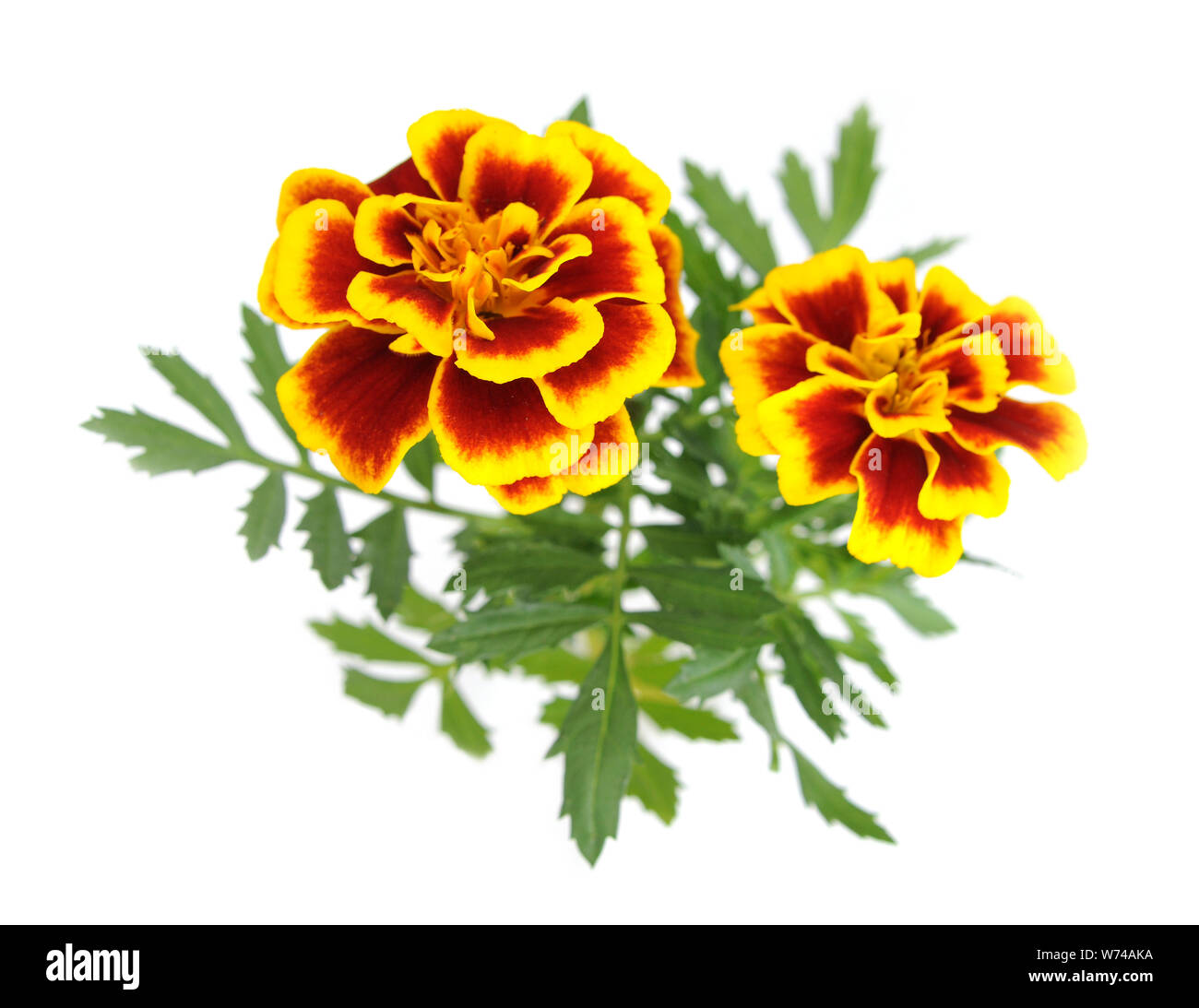 African Marigold (Tagetes Erecta) flower isolated on white Stock Photo ...