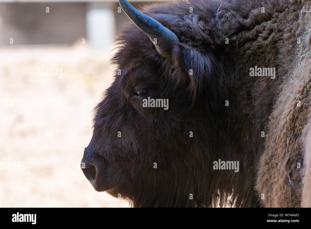 Mongolian yak wool hi-res stock photography and images - Alamy