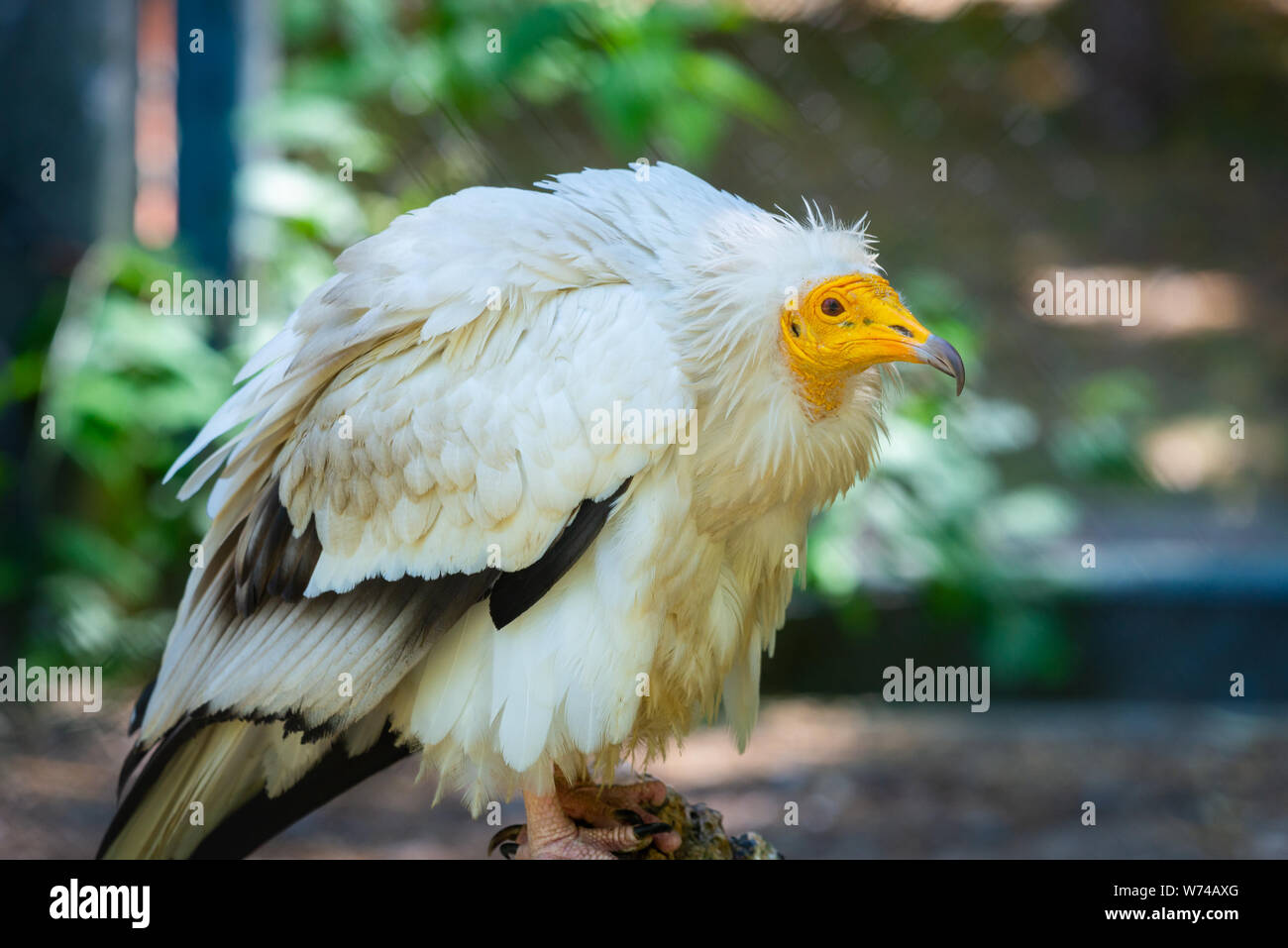 Wild Western Egyptian Vulture in a zoo Stock Photo - Alamy