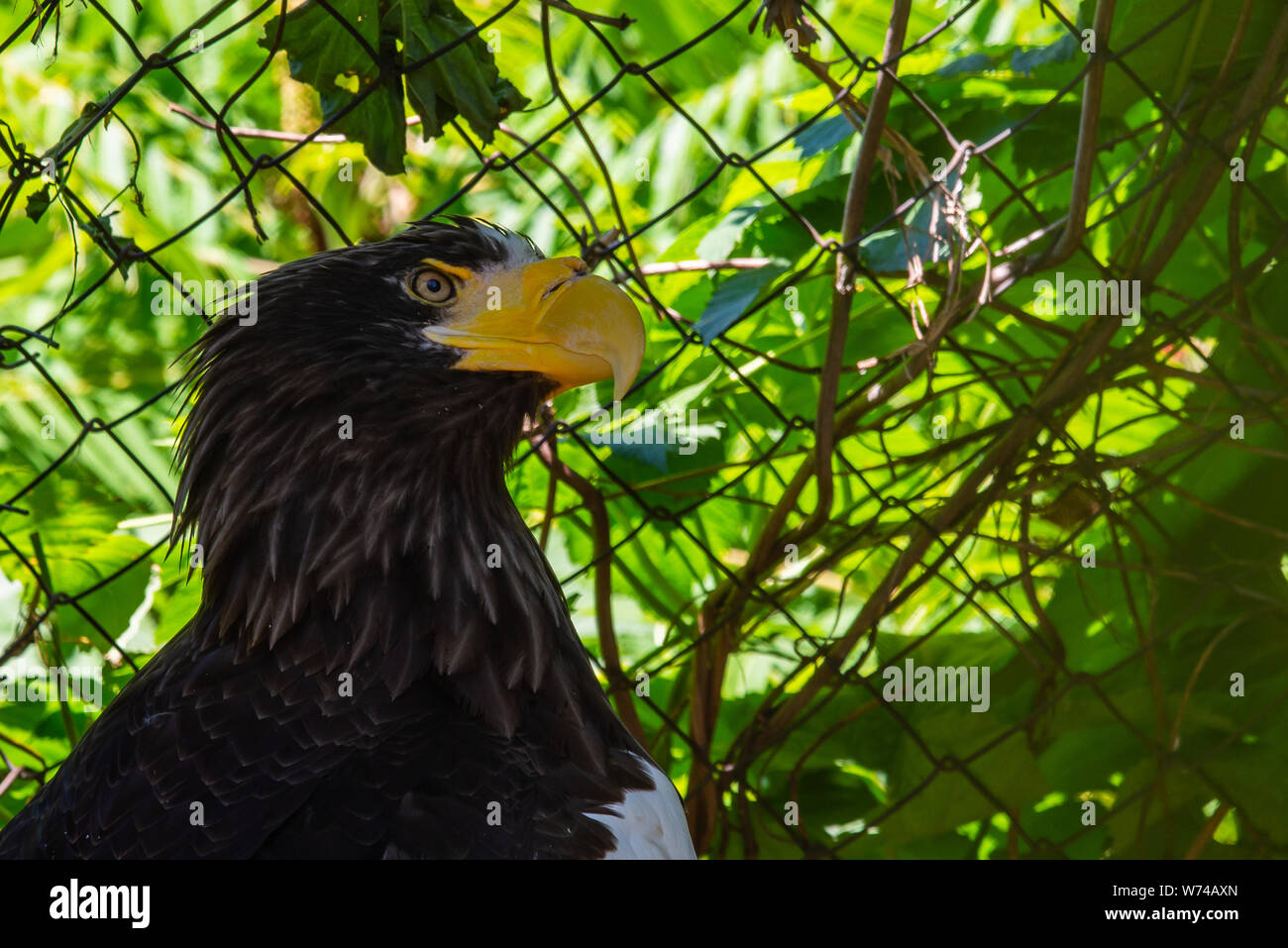 Portrait of a white headed bald eagle or haliaeetus leucocephalus Stock ...
