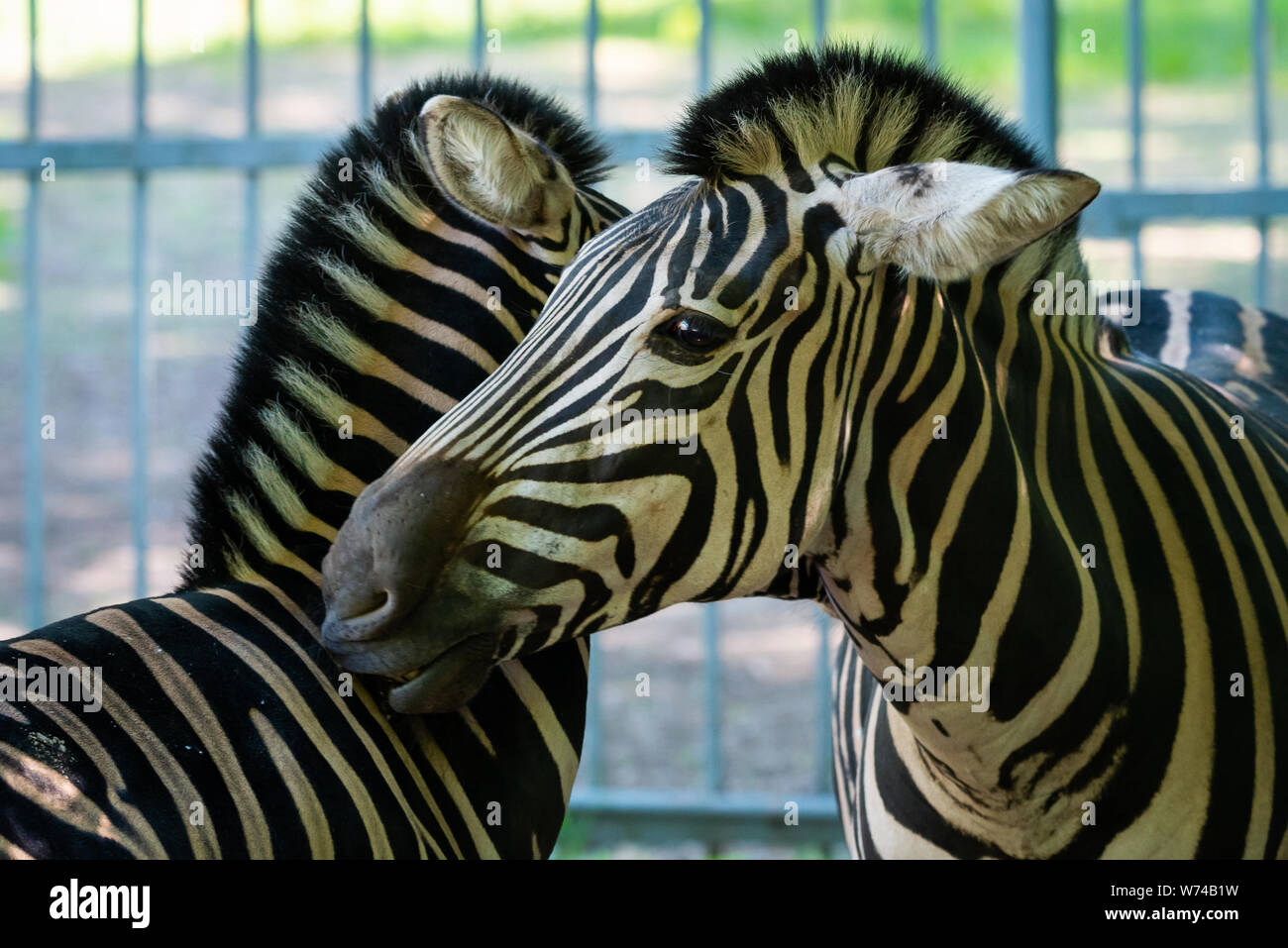 Portrait of zebra in zoo. Wild animal in captivity Stock Photo - Alamy