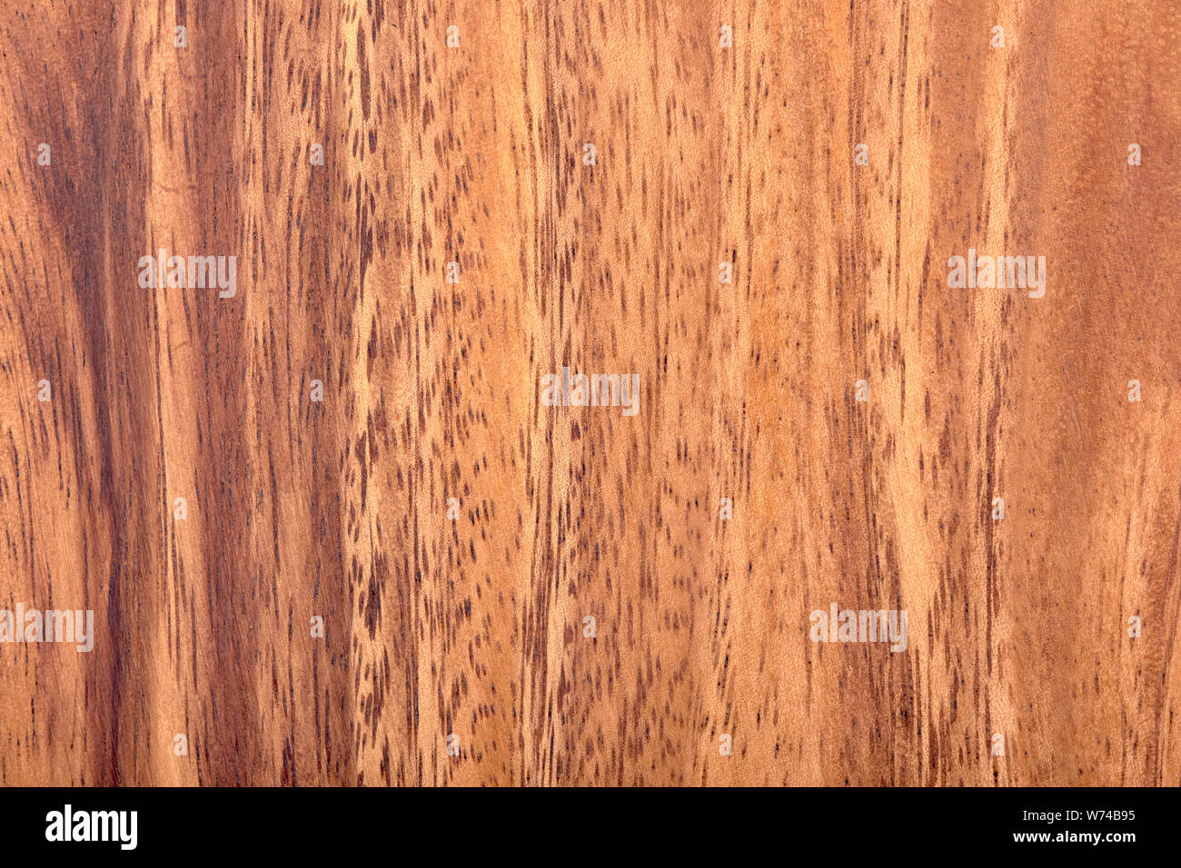 Acacia timber hi-res stock photography and images - Alamy