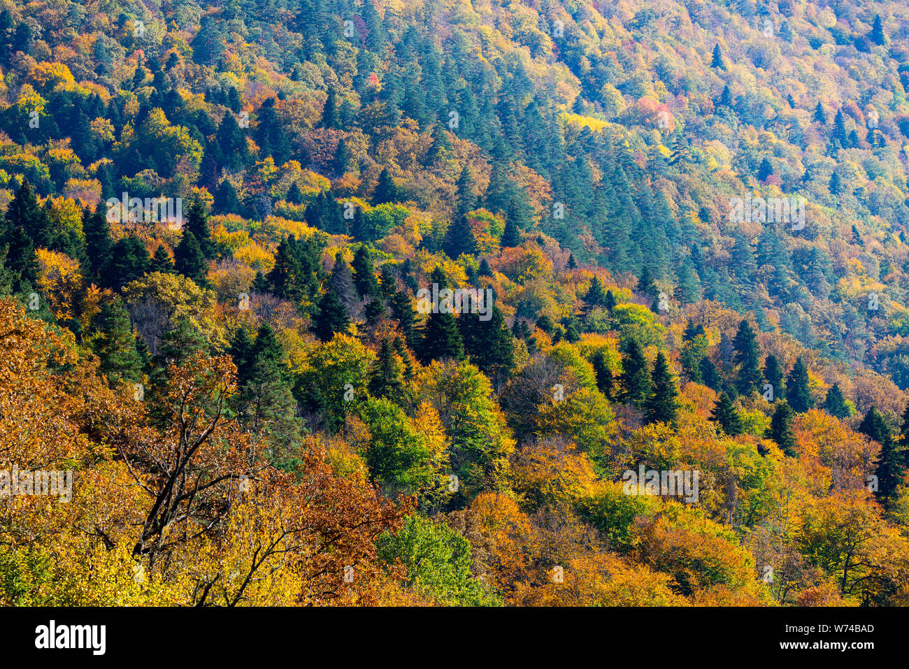 Scenic landscape with trees in mountain forest in autumn Stock Photo ...