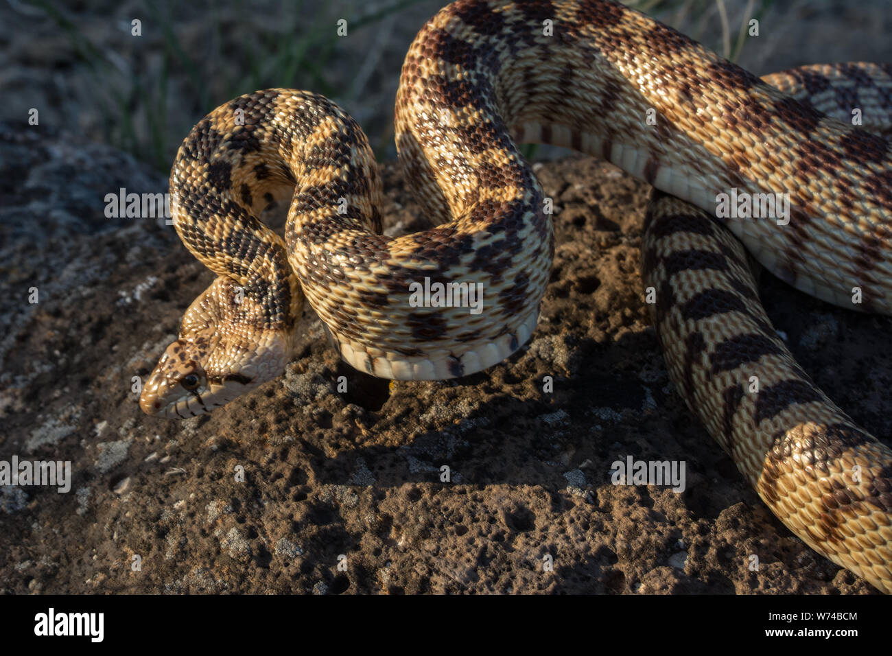 Great Basin Gophersnake (Pituophis catenifer deserticola) from Delta ...