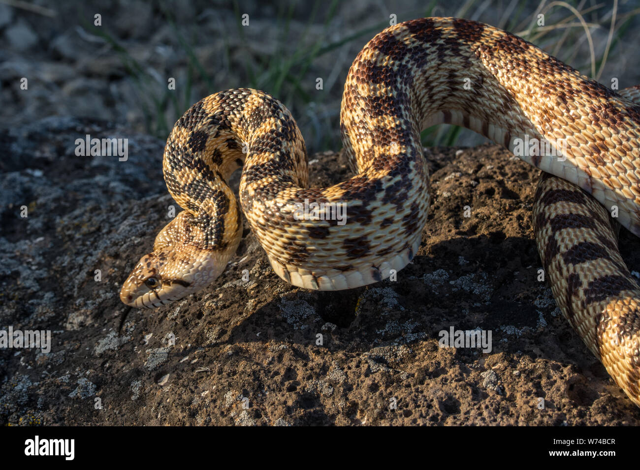 Great Basin Gophersnake (Pituophis catenifer deserticola) from Delta ...