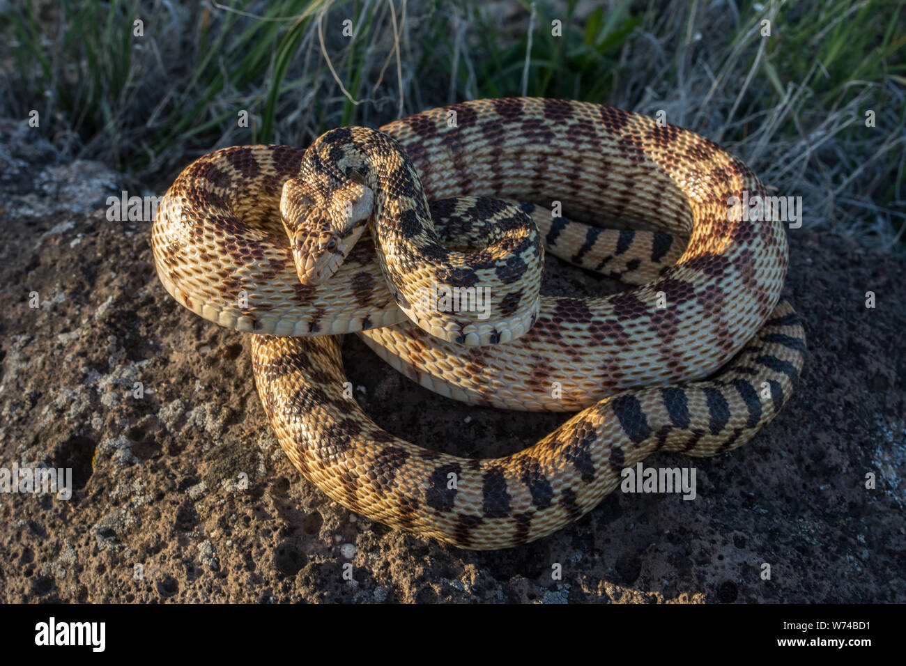 Great Basin Gophersnake (Pituophis catenifer deserticola) from Delta ...