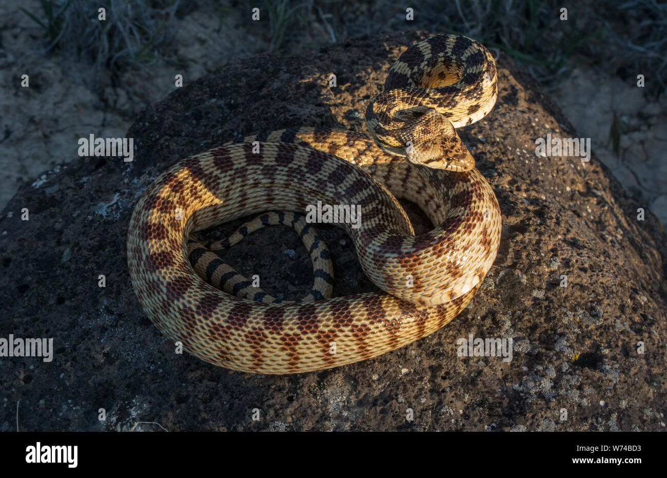 Great Basin Gophersnake (Pituophis catenifer deserticola) from Delta ...